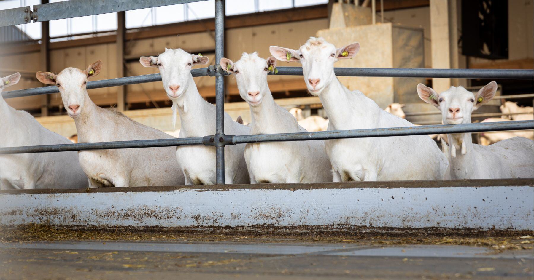 Wind Energy for Goat Farmers | Ecoways